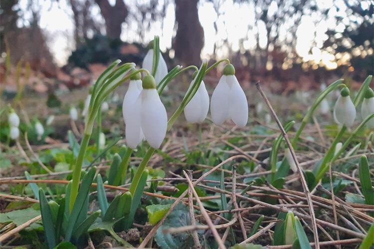 Državni inspektorat Republike Hrvatske - Prve ovogodišnje proljetnice u ...